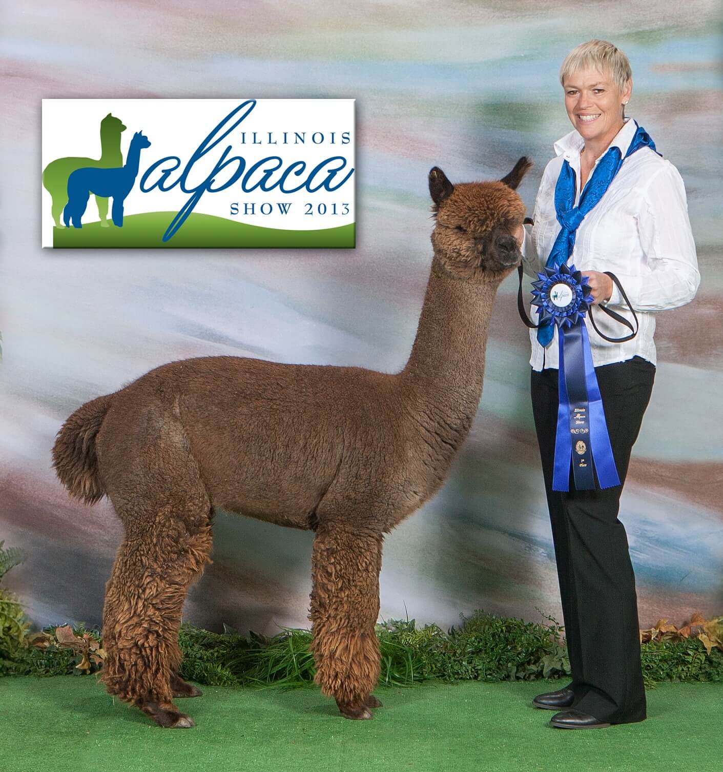 Fun in the Country Genesis of Guns - Fun in the Country Alpacas