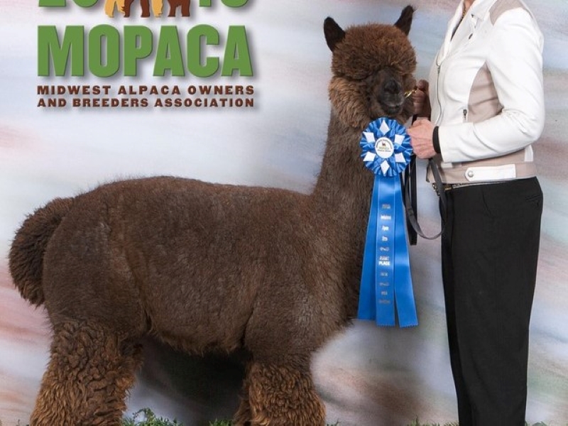 Fun in the Country Genesis of Guns - Fun in the Country Alpacas